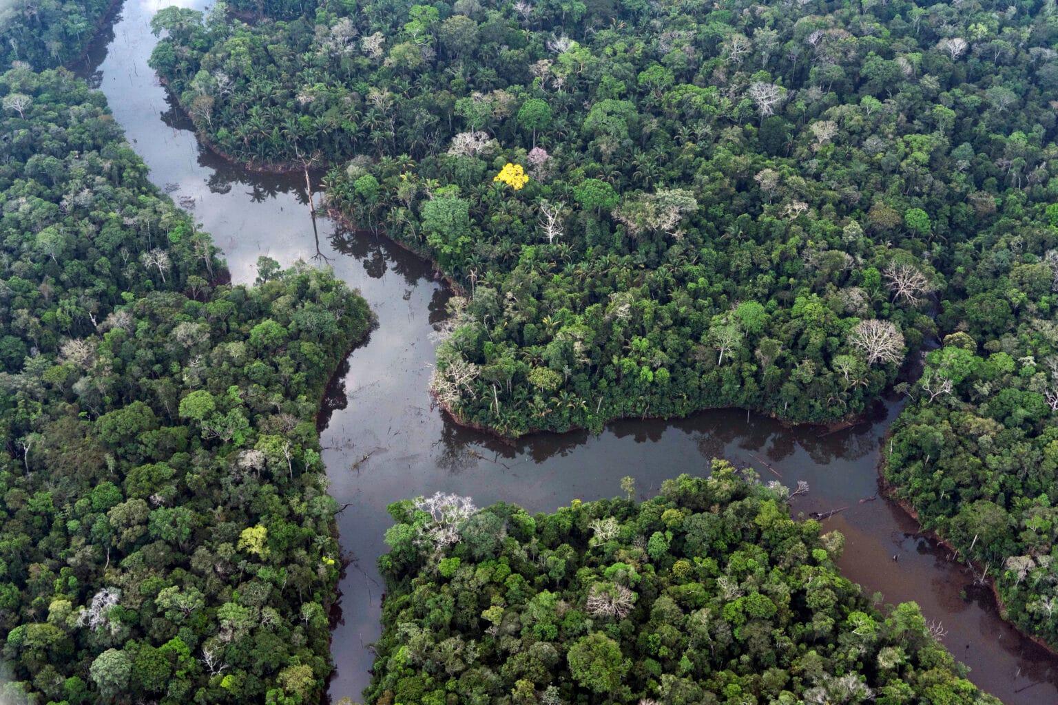 AXA Commits $49 Million for Brazilian Amazon Rainforest Restoration ...