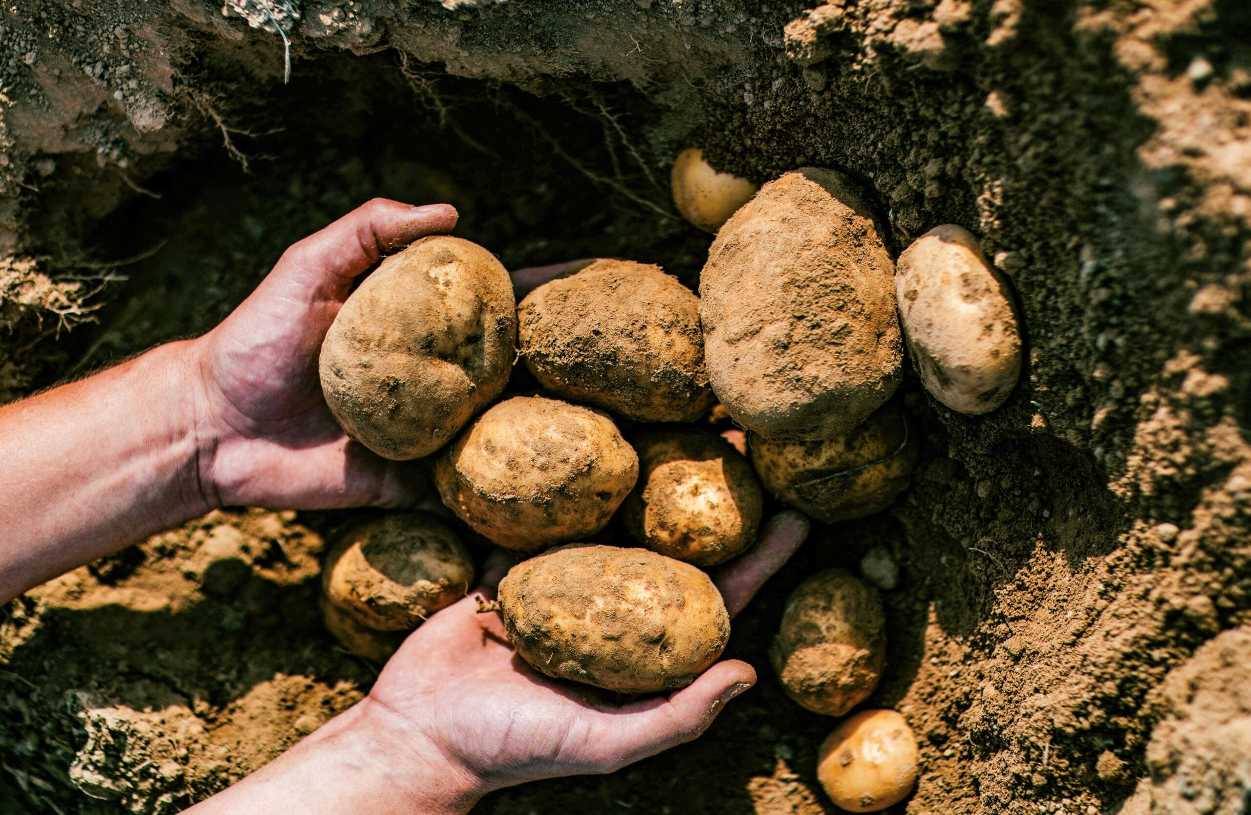McCain Foods Awarded $6.9M by USDA to Implement Climate-Smart Potato ...