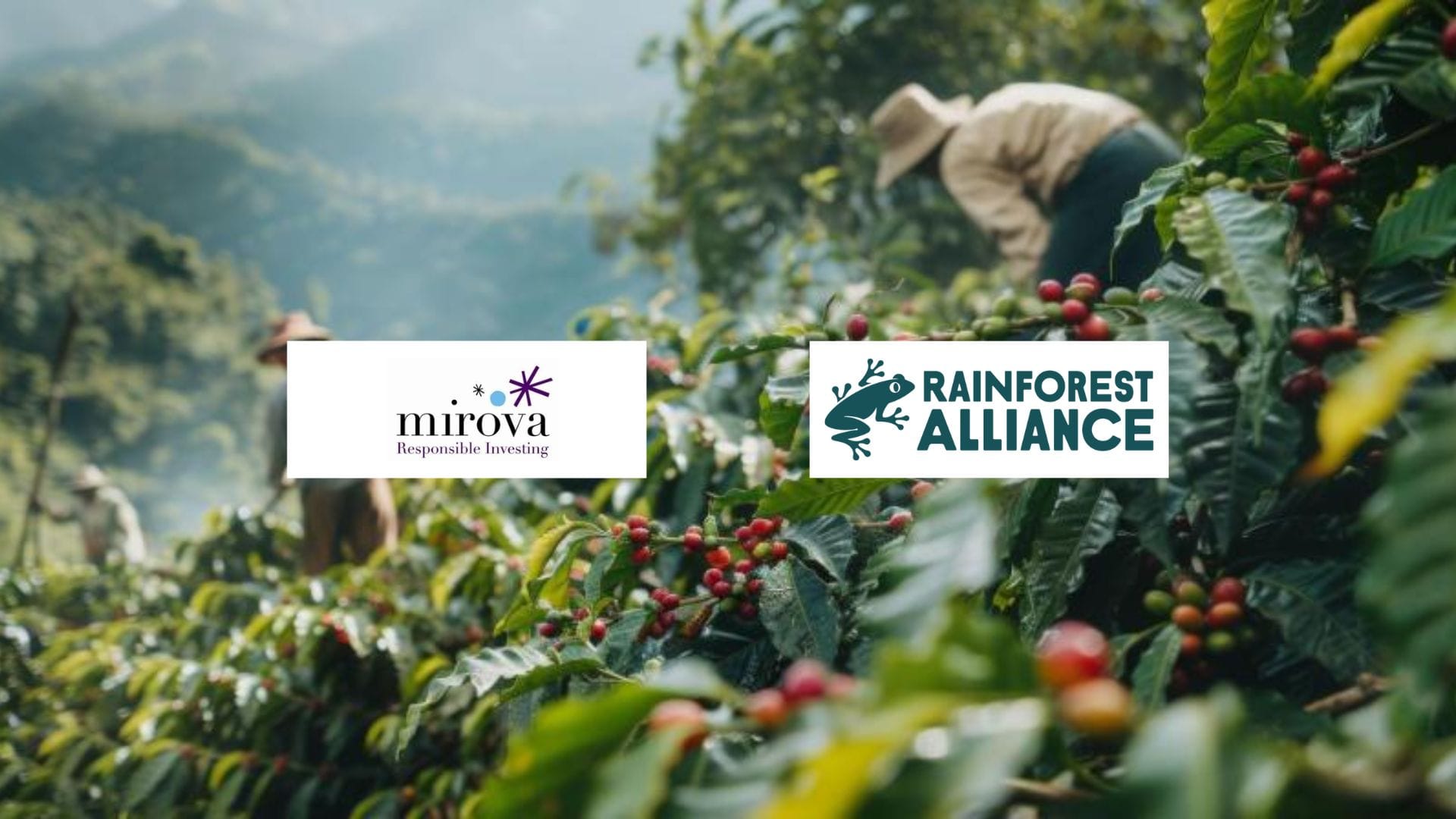 Mirova, Rainforest Alliance Forge Partnership for Regenerative ...
