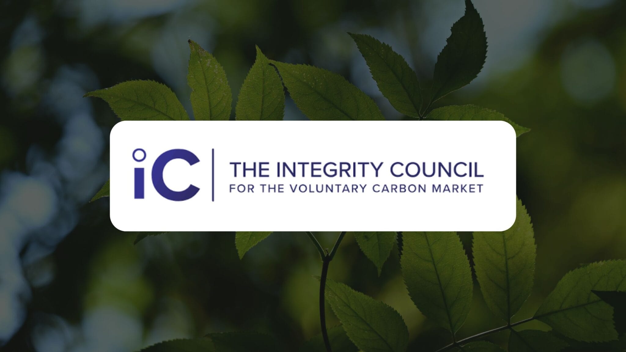 ICVCM Approves Verra’s Biochar and Forest Carbon Methods for High ...