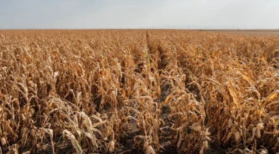 The Super El Niño Is Coming. What Does That Mean for Crops? - ESG News